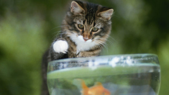 How To Use Custom Fonts In Power Apps - Matthew Devaney